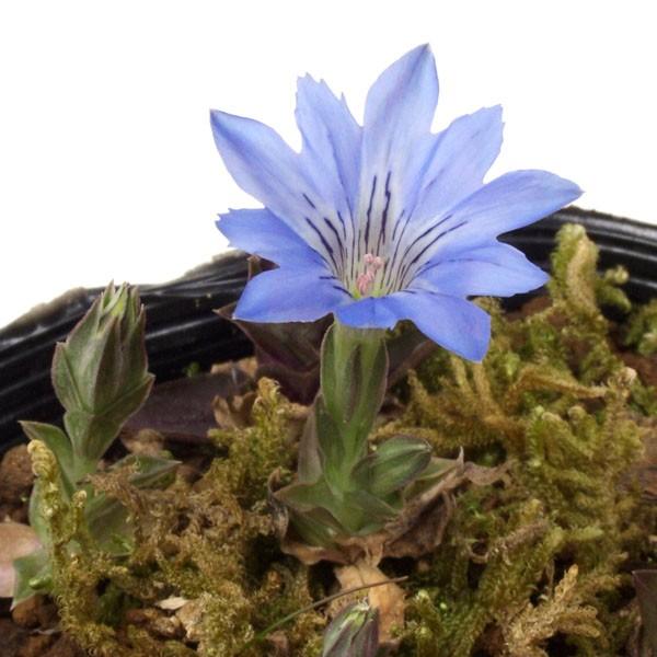 商品発送元：山野草 苔玉  茶花 販売 通販 やまおか碧山苑フラワー・ガーデニング、ガーデニング、苗物、花ハルリンドウ【山野草】春に花を咲かせるリンドウです。草丈１０cm位までで咲くので比較的小さく作りやすく春の展示会等で良く見かけます。そ...