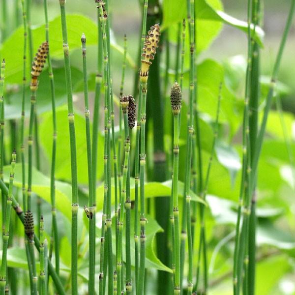 商品発送元：山野草 苔玉  茶花 販売 通販 やまおか碧山苑フラワー・ガーデニング、ガーデニング、苗物、花オオトクサ　【山野草】　１０.５cmポット苗　オオトクサ　山野草　１０.５cmポット苗　成長すると太くなりトクサより大きくなりますガー...
