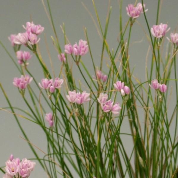 商品発送元：山野草 苔玉  茶花 販売 通販 やまおか碧山苑フラワー・ガーデニング、ガーデニング、苗物、花満州糸ラッキョ（マンシュウイトラッキョ）【山野草】糸のような葉を持つラッキョ。花は小さく可憐で花着き良い。