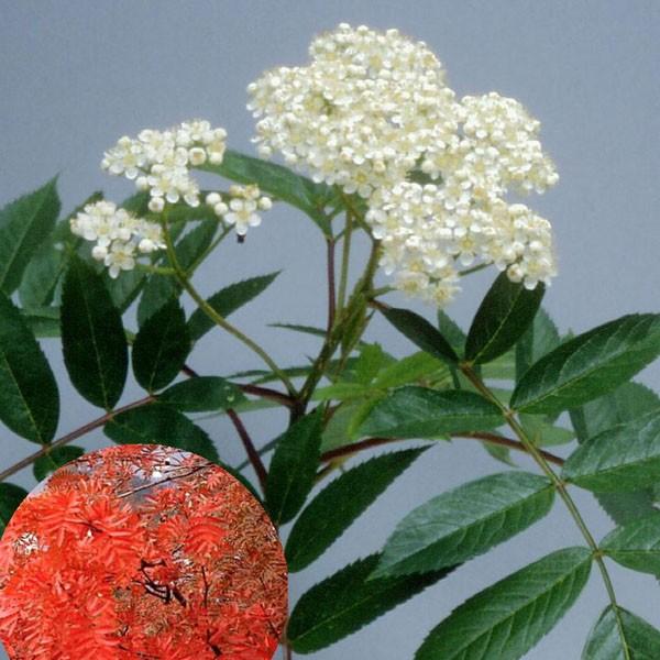 商品発送元：山野草 苔玉  茶花 販売 通販 やまおか碧山苑フラワー・ガーデニング、ガーデニング、苗物、花ナナカマド 山野草 盆栽作りに 紅葉1,2本立ち９ｃｍポット苗高さ　約３０&amp;#12316;４０ｃｍ