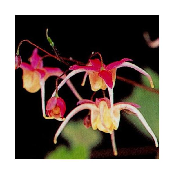 商品発送元：山野草 苔玉  茶花 販売 通販 やまおか碧山苑フラワー・ガーデニング、ガーデニング、苗物、花イカリソウ楊貴妃【山野草】（楊黄妃）赤と黄のきれいなコントラストの花・鉢、庭植え。