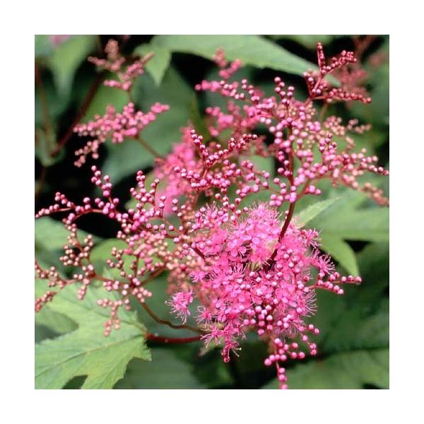 商品発送元：山野草 苔玉  茶花 販売 通販 やまおか碧山苑フラワー・ガーデニング、ガーデニング、苗物、花キョウガノコ 京鹿子 山野草 茶花初夏茎頂に紅紫色小花を無数につける茶花 山野草 和風 庭植え9から12ｃｍポット苗茶花としてや和風庭...