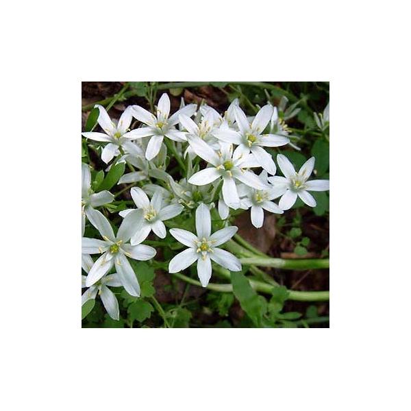 商品発送元：山野草 苔玉  茶花 販売 通販 やまおか碧山苑フラワー・ガーデニング、ガーデニング、苗物、花オオアマナ【山野草】　庭植え向きの丈夫な星状の白花