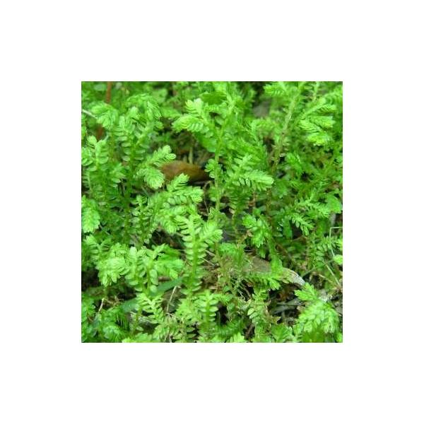 商品発送元：山野草 苔玉  茶花 販売 通販 やまおか碧山苑フラワー・ガーデニング、ガーデニング、苗物、花クラマゴケ【山野草】常緑で栽培容易。日陰で管理する。９ｃｍポット苗