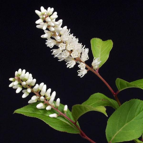 商品発送元：山野草 苔玉  茶花 販売 通販 やまおか碧山苑フラワー・ガーデニング、ガーデニング、苗物、花コバノズイナ【山野草】7.5〜9ｃｍポット苗秋から冬の寄せ植え材料にお勧めです。花は白花を春に咲かせます。