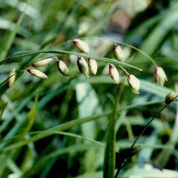 商品発送元：山野草 苔玉  茶花 販売 通販 やまおか碧山苑フラワー・ガーデニング、ガーデニング、苗物、花コメガヤ【山野草】小型で米のような穂をつける。盆栽添草・茶花。