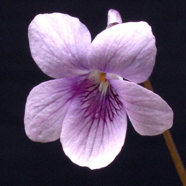 商品発送元：山野草 苔玉  茶花 販売 通販 やまおか碧山苑フラワー・ガーデニング、ガーデニング、苗物、花サクラタチツボスミレ【山野草】桃色花の淡い色の花を咲かせる菫その他のスミレ・菫はこちら