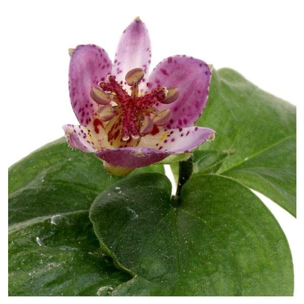 商品発送元：山野草 苔玉  茶花 販売 通販 やまおか碧山苑フラワー・ガーデニング、ガーデニング、苗物、花ダルマホトトギス【山野草】　節間が短く矮性。矮性で栽培容易。鉢植え向きです。赤紫花。