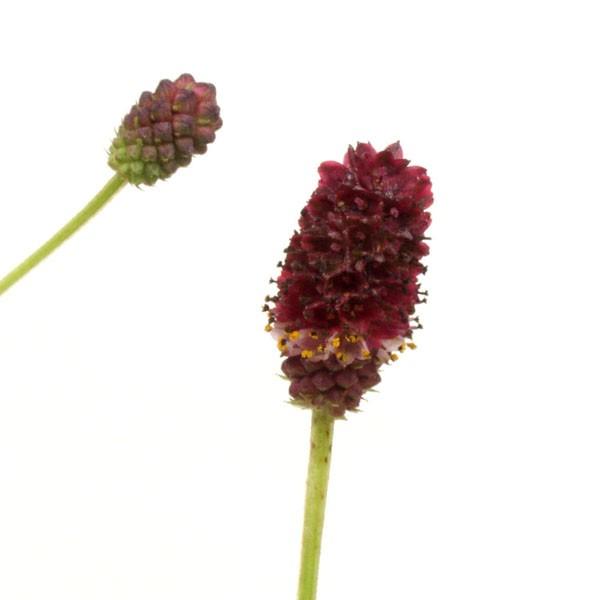 商品発送元：山野草 苔玉  茶花 販売 通販 やまおか碧山苑フラワー・ガーデニング、ガーデニング、苗物、花タンナ姫ワレモコウ【山野草】極小型のワレモコウ。盆栽添草、小鉢向き。