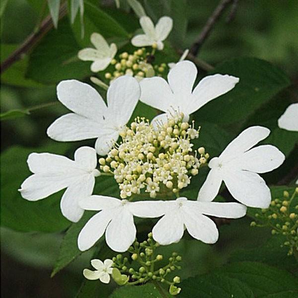 商品発送元：山野草 苔玉  茶花 販売 通販 やまおか碧山苑フラワー・ガーデニング、ガーデニング、苗物、花チャボヤブデマリ【山野草】スイカズラ科　四季咲矮性で栽培容易・茶花。