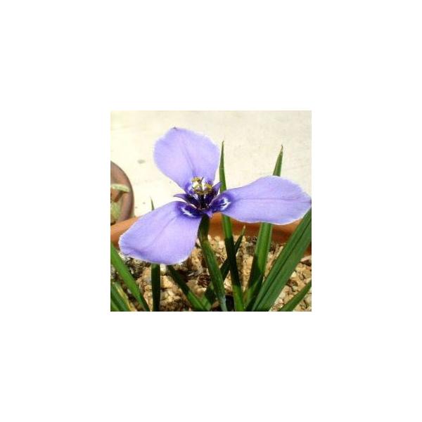 商品発送元：山野草 苔玉  茶花 販売 通販 やまおか碧山苑フラワー・ガーデニング、ガーデニング、苗物、花チリアヤメ【山野草】薄紫の小花を上向きに咲かせる。球根で増える。