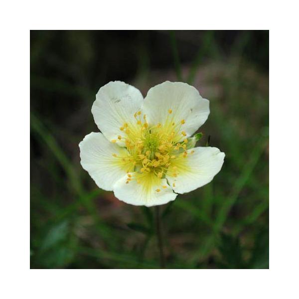 商品発送元：山野草 苔玉  茶花 販売 通販 やまおか碧山苑フラワー・ガーデニング、ガーデニング、苗物、花チングルマ【山野草】本州中部以北の高山帯の岩場や草原に生える。クリーム色花。