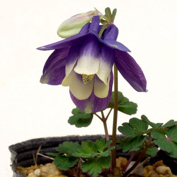 商品発送元：山野草 苔玉  茶花 販売 通販 やまおか碧山苑フラワー・ガーデニング、ガーデニング、苗物、花千島ルリオダマキ【山野草】 9cmポット苗です。極小型で美しい青紫花。水はけの良い用土で良く日に当てて育てて下さい。過湿になるとあまり...