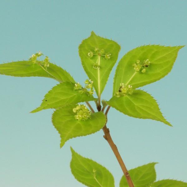 商品発送元：山野草 苔玉  茶花 販売 通販 やまおか碧山苑フラワー・ガーデニング、ガーデニング、苗物、花ハナイカダ雄木【山野草】葉の中央に小さなうす緑色の花を咲かせる。茶花。