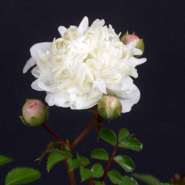 商品発送元：山野草 苔玉  茶花 販売 通販 やまおか碧山苑フラワー・ガーデニング、ガーデニング、苗物、花ポンポン咲ノバラ【山野草】テリハノイバラの白花丁字咲（八重咲）