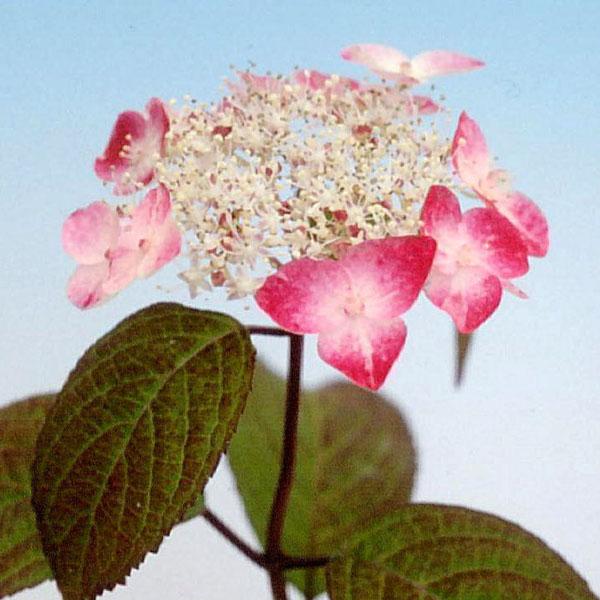 商品発送元：山野草 苔玉  茶花 販売 通販 やまおか碧山苑フラワー・ガーデニング、ガーデニング、苗物、花紅 クレナイ 山紫陽花 ヤマアジサイ 茶花 山野草2025年度花芽確認　5月30日現在 9から12cmポット苗　高さ30から40ｃｍ程...