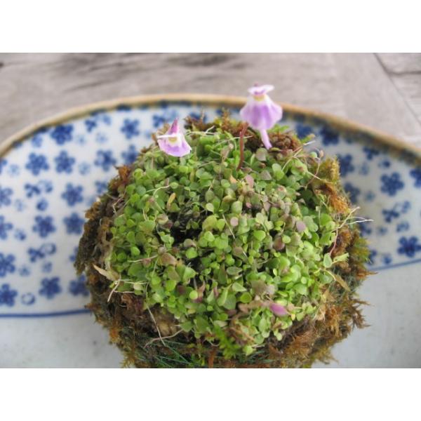 商品発送元：山野草 苔玉  茶花 販売 通販 やまおか碧山苑フラワー・ガーデニング、ガーデニング、苗物、花青花ウサギゴケ苔玉　直径約7から12ｃｍです。苔玉にはハイゴケを使用しています。※写真のお皿は付属しません。明るい日向で育ち、環境があ...
