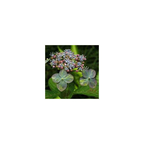 商品発送元：山野草 苔玉  茶花 販売 通販 やまおか碧山苑フラワー・ガーデニング、ガーデニング、苗物、花土佐緑風 トサリョクフウ ヤマアジサイ 苗 茶花 山野草咲き始め緑色のち青花に変化します。花に緑の絞り。茶花や和の庭にも良く使われます...
