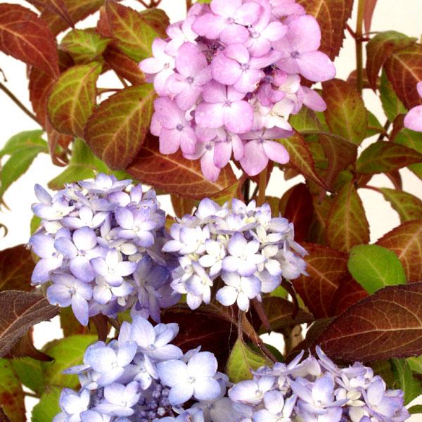 商品発送元：山野草 苔玉  茶花 販売 通販 やまおか碧山苑フラワー・ガーデニング、ガーデニング、苗物、花舞妓アジサイマイコアジサイ ヤマアジサイ 山紫陽花苗2024年蕾３つ程度でお届け出来ます　6月2日現在12 cmポット苗　高さ40ｃｍ...