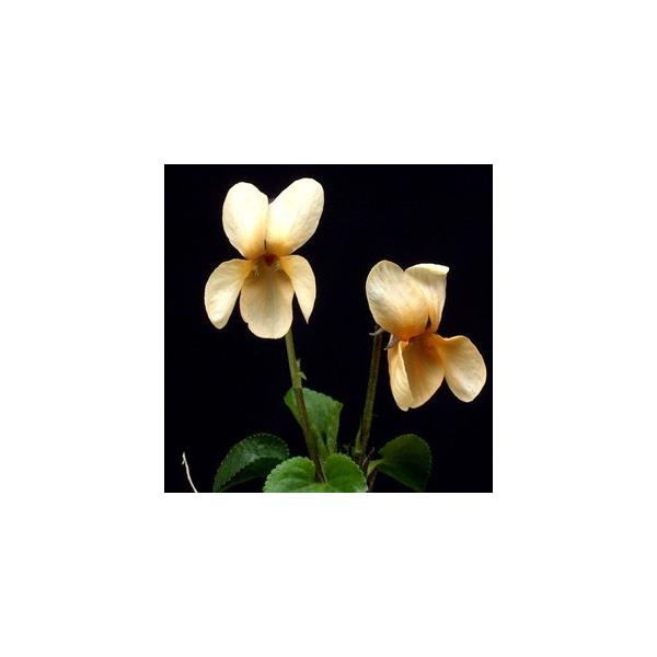 商品発送元：山野草 苔玉  茶花 販売 通販 やまおか碧山苑フラワー・ガーデニング、ガーデニング、苗物、花黄花ニオイスミレ【山野草】少しオレンジがかった黄色花を咲かせるニオイスミレ 少し日陰で管理するその他のスミレ・菫はこちら