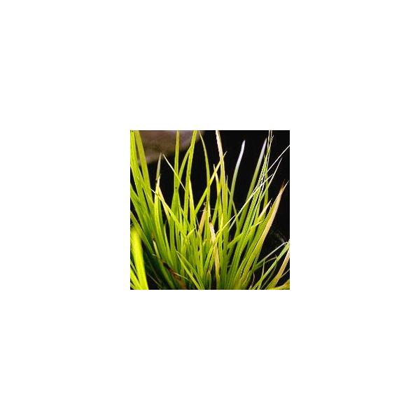 商品発送元：山野草 苔玉  茶花 販売 通販 やまおか碧山苑フラワー・ガーデニング、ガーデニング、苗物、花黄金石菖 オウゴンセキショウ【山野草】ビロード石菖の黄ベタ斑。小品盆栽添草。 2016/06　 現在育苗中です 再販時期未定です