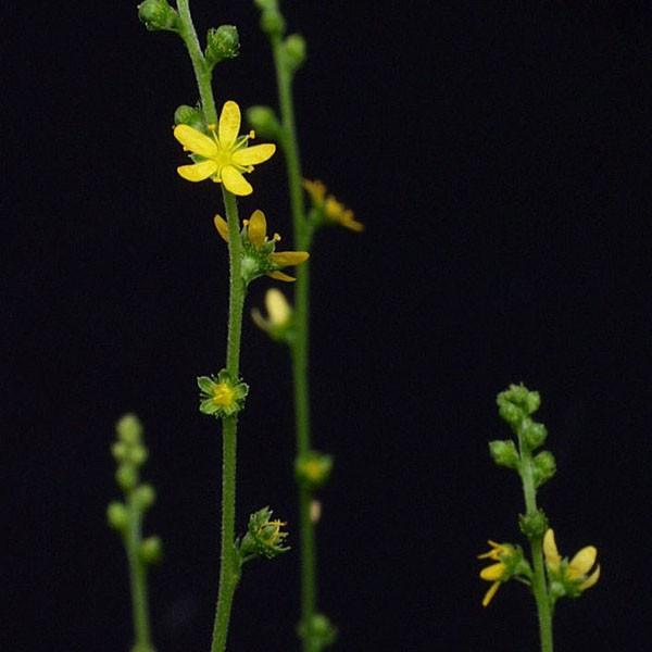 商品発送元：山野草 苔玉  茶花 販売 通販 やまおか碧山苑フラワー・ガーデニング、ガーデニング、苗物、花屋久島キンミズヒキ【山野草】小型種・茶花