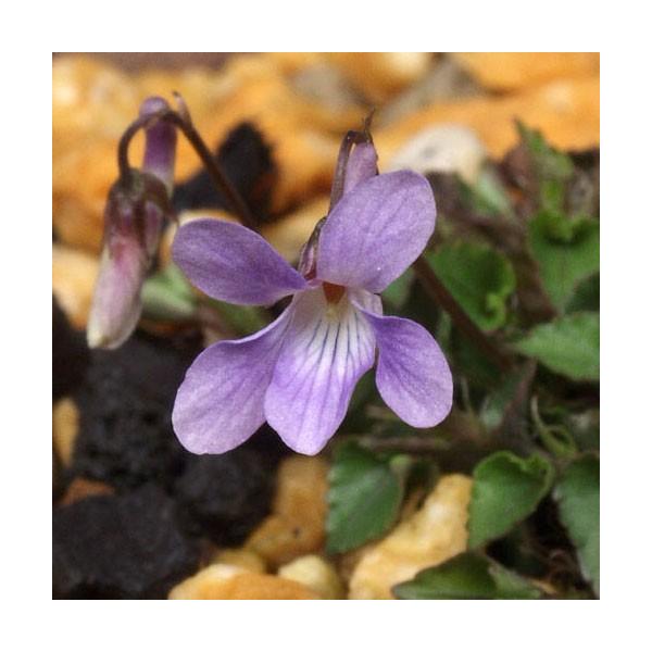 商品発送元：山野草 苔玉  茶花 販売 通販 やまおか碧山苑フラワー・ガーデニング、ガーデニング、苗物、花屋久島タチツボスミレ【山野草】青紫花　タチツボスミレの極小型種 その他のスミレ・菫はこちら