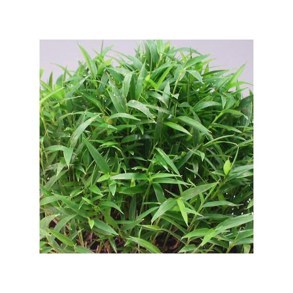 商品発送元：山野草 苔玉  茶花 販売 通販 やまおか碧山苑フラワー・ガーデニング、ガーデニング、苗物、花ヤクシマザサ 屋久島笹【山野草】小型有名種・盆栽添草