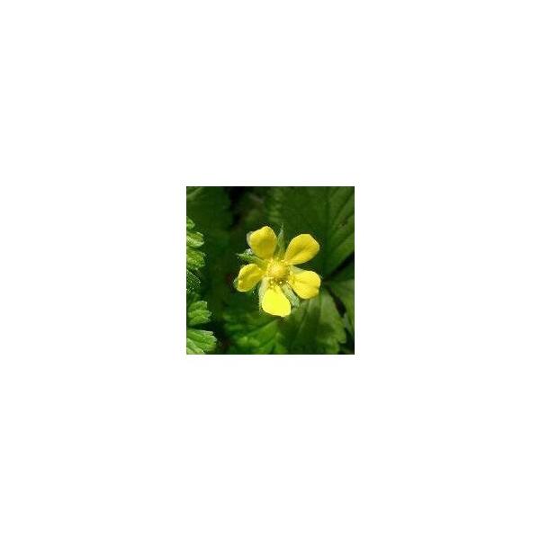 商品発送元：山野草 苔玉  茶花 販売 通販 やまおか碧山苑フラワー・ガーデニング、ガーデニング、苗物、花屋久島姫ヘビイチゴ【山野草】黄花　蔓が地面を這うように広がる