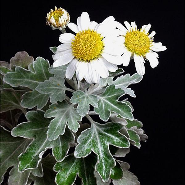 商品発送元：山野草 苔玉  茶花 販売 通販 やまおか碧山苑フラワー・ガーデニング、ガーデニング、苗物、花銀葉サツマノギク【山野草】銀色に輝く葉は美しい。茶花に。