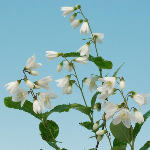 商品発送元：山野草 苔玉  茶花 販売 通販 やまおか碧山苑フラワー・ガーデニング、ガーデニング、苗物、花屋久島姫ウツギ【山野草】枝打ち細かく花着き良い品種。盆栽の添草・寄せ植え向きアオスジアゲハが好むようですその他の山紫陽花・ヤマアジサイ...