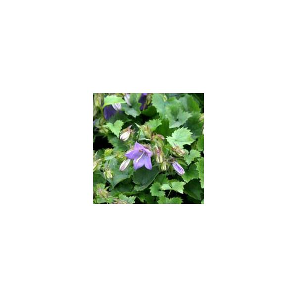 商品発送元：山野草 苔玉  茶花 販売 通販 やまおか碧山苑フラワー・ガーデニング、ガーデニング、苗物、花枝咲キキョウ（枝咲桔梗）【山野草】Campanula kemulariae　西アジア、コーカサスに分布　栽培容易