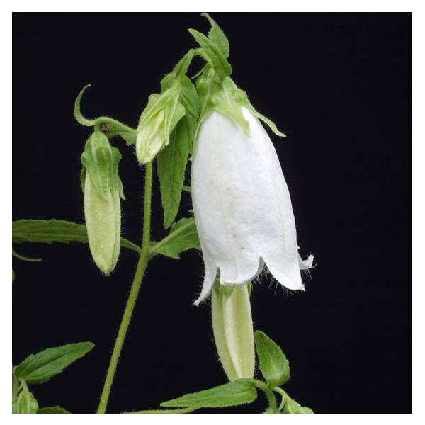 商品発送元：山野草 苔玉  茶花 販売 通販 やまおか碧山苑フラワー・ガーデニング、ガーデニング、苗物、花純白ホタルブクロ白馬 山野草９cm&amp;#12316;　ポット苗花穂が長く伸び茶花 生け花に向く純白花の品種5月以降のご注文の際、...