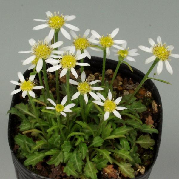 商品発送元：山野草 苔玉  茶花 販売 通販 やまおか碧山苑フラワー・ガーデニング、ガーデニング、苗物、花小葉春寿菊【山野草】ミヤマヨメナの小型種であるシュンジュギクの極小型選別品