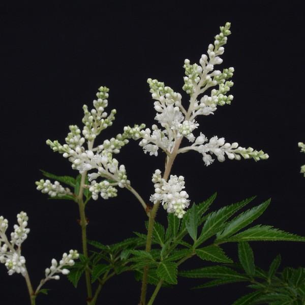 商品発送元：山野草 苔玉  茶花 販売 通販 やまおか碧山苑フラワー・ガーデニング、ガーデニング、苗物、花南国アワモリショウマ【山野草】初夏の頃、白花小花を穂状に着ける。四国産小型種・茶花