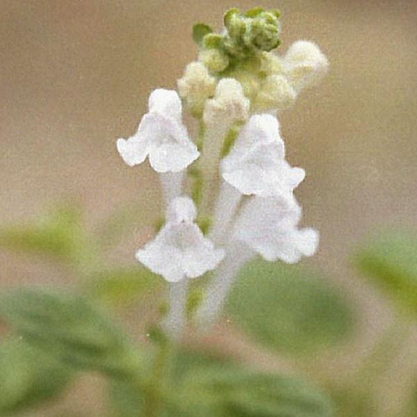 商品発送元：山野草 苔玉  茶花 販売 通販 やまおか碧山苑フラワー・ガーデニング、ガーデニング、苗物、花白花タツナミソウ 山野草 白花立浪草小型種。春に白花をつける。花期は長い。