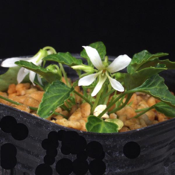商品発送元：山野草 苔玉  茶花 販売 通販 やまおか碧山苑フラワー・ガーデニング、ガーデニング、苗物、花八重山スミレ【山野草】小型種。稀少種 その他のスミレ・菫はこちら
