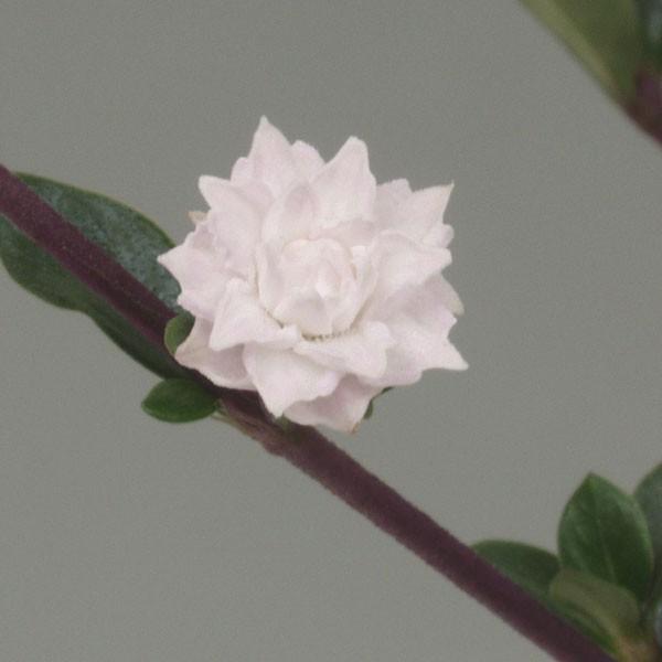 商品発送元：山野草 苔玉  茶花 販売 通販 やまおか碧山苑フラワー・ガーデニング、ガーデニング、苗物、花八重紫丁花【山野草】珍しい八重咲種です。栽培は容易で初心者向き。