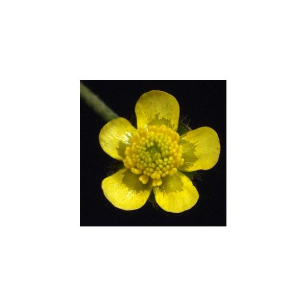 商品発送元：山野草 苔玉  茶花 販売 通販 やまおか碧山苑フラワー・ガーデニング、ガーデニング、苗物、花屋久島キンポウゲ【山野草】別名　姫ウマノアシガタ