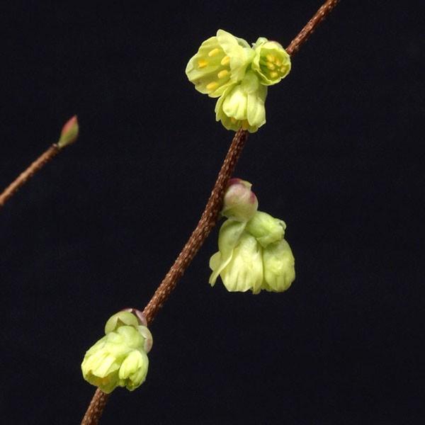 商品発送元：山野草 苔玉  茶花 販売 通販 やまおか碧山苑フラワー・ガーデニング、ガーデニング、苗物、花姫ミズキ【山野草】別名：ヒュウガミズキ・イヨミズキ・寄せ植えの材料に。