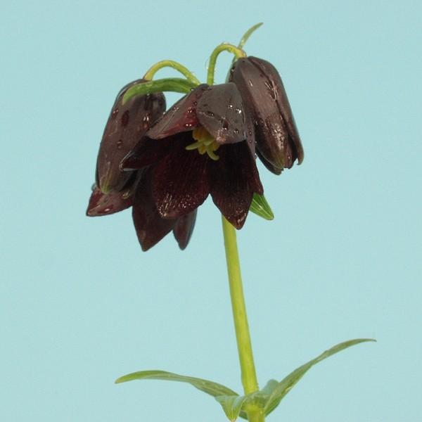 商品発送元：山野草 苔玉  茶花 販売 通販 やまおか碧山苑フラワー・ガーデニング、ガーデニング、苗物、花クロユリ（黒百合）【山野草】特大球１球入り　９ｃｍポット苗今春開花予定株開花は5月初旬頃までです恋の花。春、黒褐色の花をやや下向きにつ...