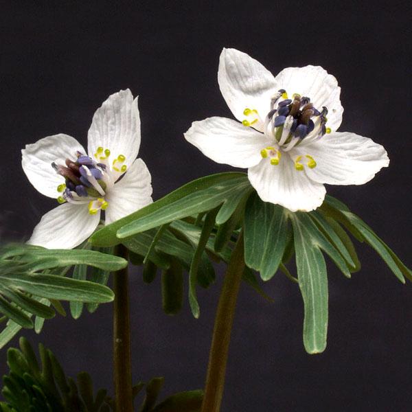 商品発送元：山野草 苔玉  茶花 販売 通販 やまおか碧山苑フラワー・ガーデニング、ガーデニング、苗物、花セツブンソウ 節分草 山野草大球根１球入りポット苗　しっかりとした球根の大きさなので2026年開花見込み株ですカタクリやバイカオウレン...