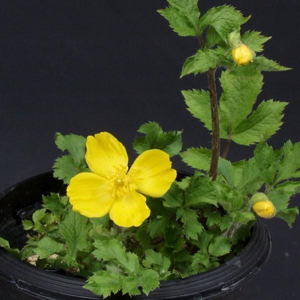 商品発送元：山野草 苔玉  茶花 販売 通販 やまおか碧山苑フラワー・ガーデニング、ガーデニング、苗物、花ヤマブキソウ 山吹草 山野草 春にヤマブキ色の花を咲かせます。比較的強健なタイプです種が飛んでも増えてくれます