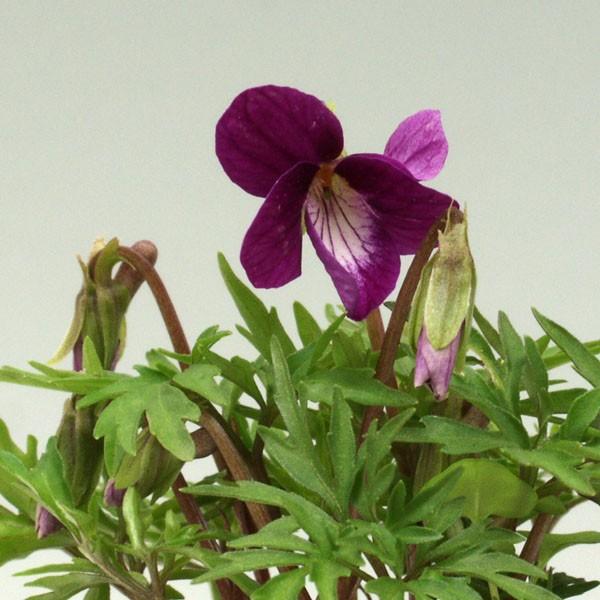 商品発送元：山野草 苔玉  茶花 販売 通販 やまおか碧山苑フラワー・ガーデニング、ガーデニング、苗物、花紅花平塚スミレ・くれない【山野草】販売出来る数が非常に少ない為、ヤフーオークションにて現品販売しています。山野草稀少種、見頃商品一部出...