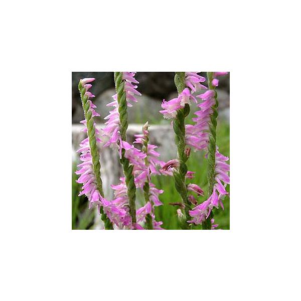 商品発送元：山野草 苔玉  茶花 販売 通販 やまおか碧山苑フラワー・ガーデニング、ガーデニング、苗物、花ネジバナ モジズリ ２芽入ポット苗7.5ｃｍポット苗元気なポット苗より出荷致しますラン科の多年草で 別名をモジズリといいます。湿ってい...