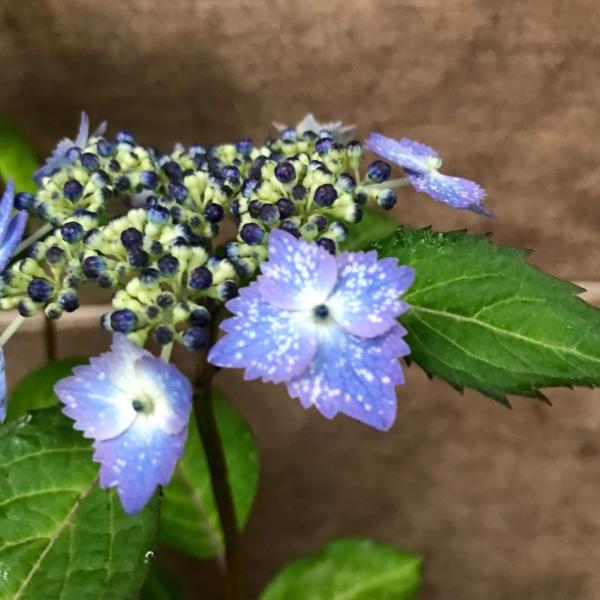 商品発送元：山野草 苔玉  茶花 販売 通販 やまおか碧山苑フラワー・ガーデニング、ガーデニング、苗物、花ヤマアジサイ 苗 星の雫 山アジサイ 星のしずく12ｃｍポット苗　高さ50ｃｍ前後程度近年商品として出始めた稀少品種ですヤマアジサイの...