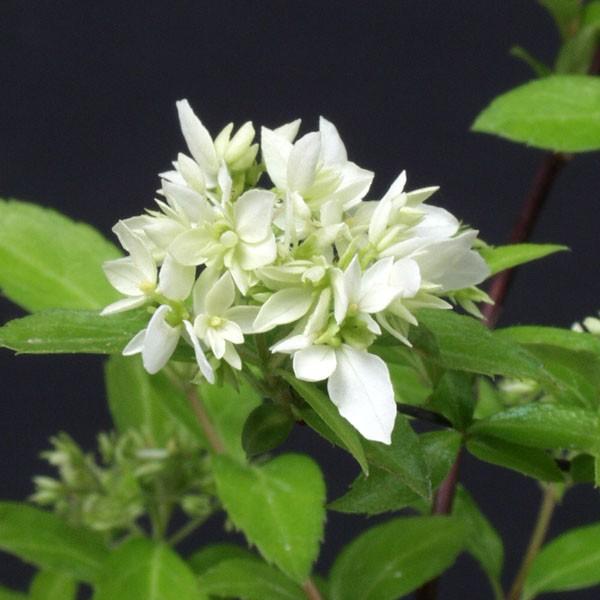 商品発送元：山野草 苔玉  茶花 販売 通販 やまおか碧山苑フラワー・ガーデニング、ガーデニング、苗物、花六甲花笠【山野草】９ｃｍポット苗別名　半テマリコガクウツギ　八重咲の白花 開花は例年　５月いっぱいくらいとなりますR7年度の開花株は売...