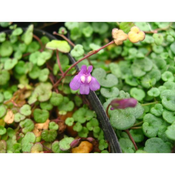 商品発送元：山野草 苔玉  茶花 販売 通販 やまおか碧山苑フラワー・ガーデニング、ガーデニング、苗物、花姫ウンランカズラ【山野草】紫の小粒の花がこぼれるように咲く