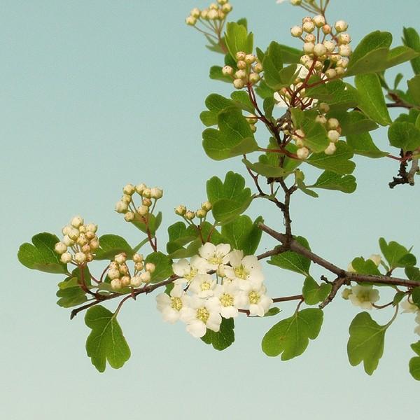 商品発送元：山野草 苔玉  茶花 販売 通販 やまおか碧山苑フラワー・ガーデニング、ガーデニング、苗物、花ミツデイワガサ 三つ手岩傘白いテマリの様な花をつけます。葉が三つに切れ込みが入ります。