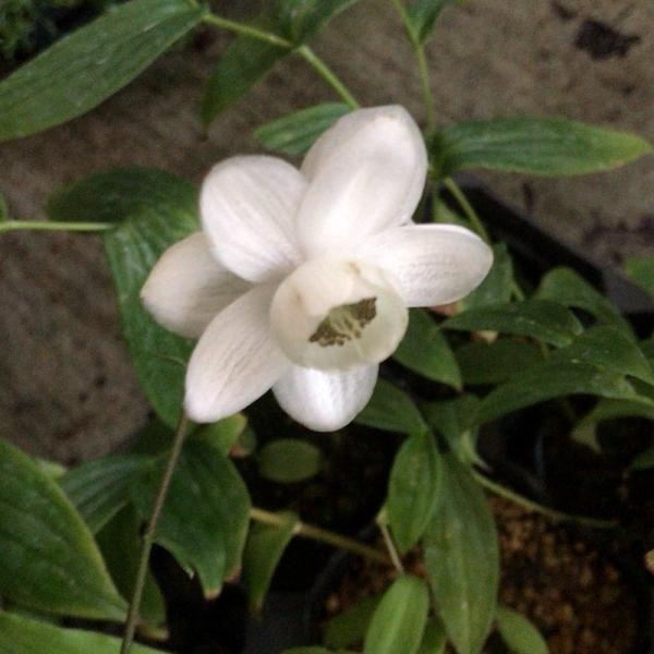 商品発送元：山野草 苔玉  茶花 販売 通販 やまおか碧山苑フラワー・ガーデニング、ガーデニング、苗物、花白花レンゲショウマ　山野草　9&amp;amp;#12316;１０．５ｃｍポット苗日本固有のレンゲショウマの白花タイプ例年7月頃　つぼ...